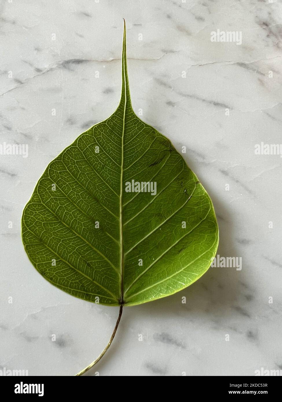Peepal leaf hi-res stock photography and images - Alamy