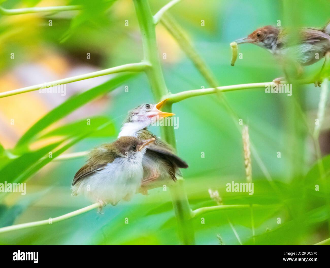 A bird that localy known is Prenjak (Prinia familiaris), feeds her ...