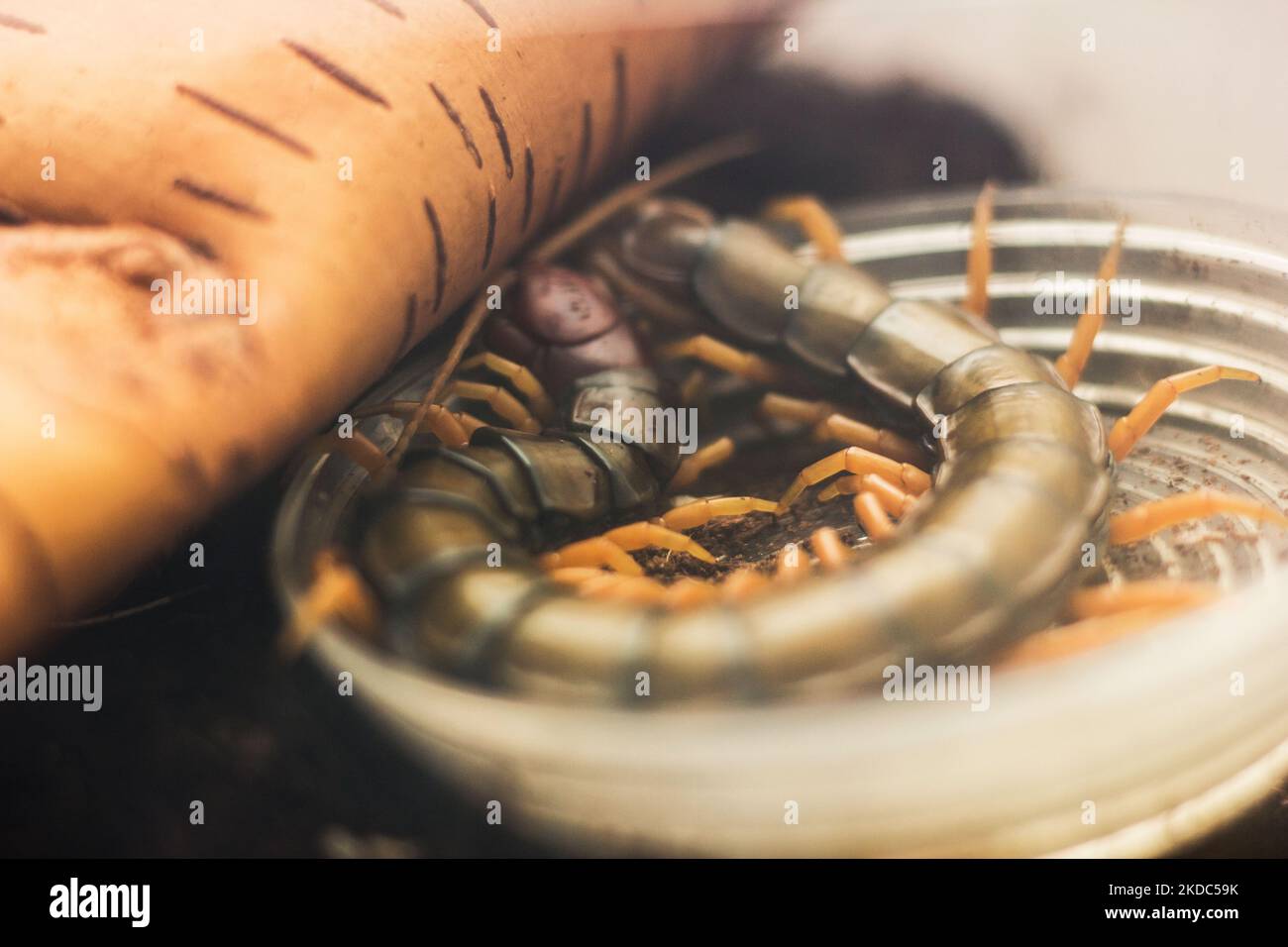 Scolopendra subspinipes japonica. Scolopendra is multi-legged. The bite ...