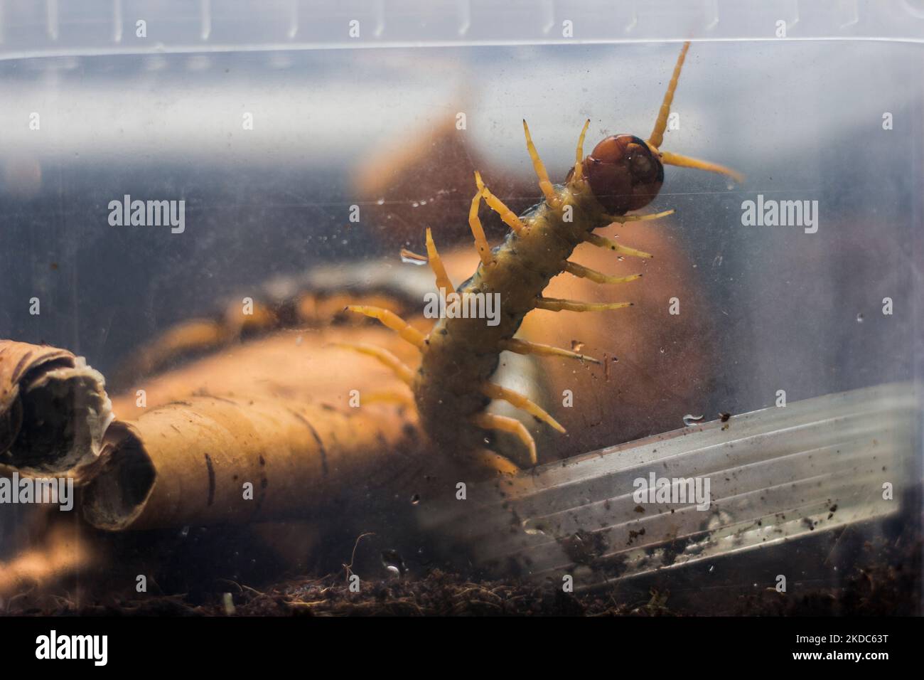 Scolopendra subspinipes japonica. Scolopendra is multi-legged. The bite ...