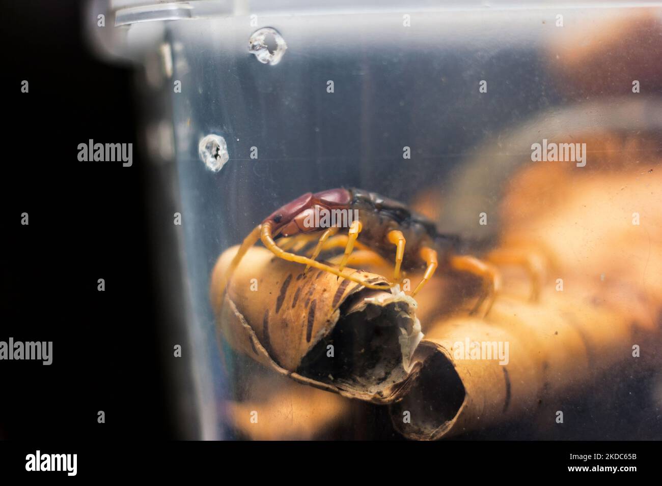 Scolopendra subspinipes japonica. Scolopendra is multi-legged. The bite ...