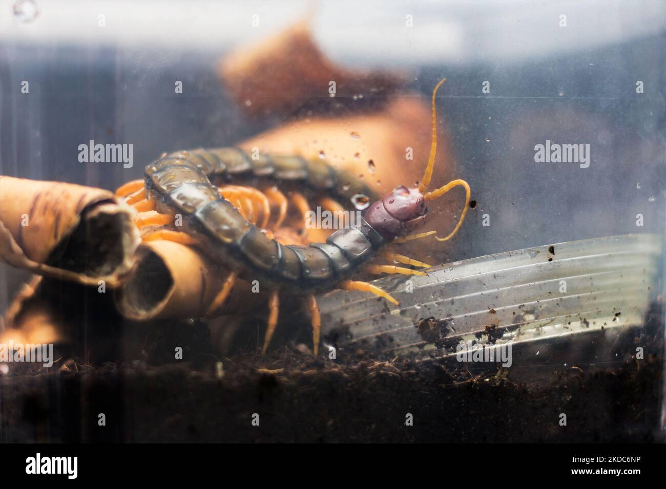 Scolopendra subspinipes japonica. Scolopendra is multi-legged. The bite ...