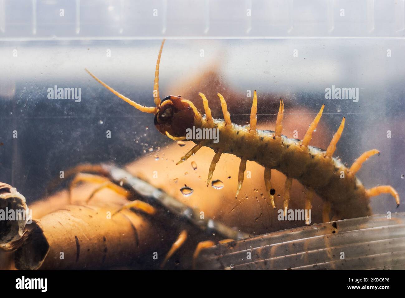 Scolopendra subspinipes japonica hi-res stock photography and images ...
