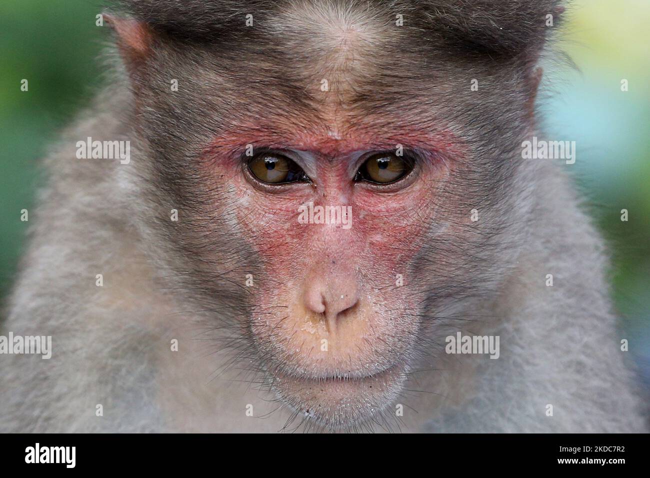 Monkey in kodaikanal hi-res stock photography and images - Alamy