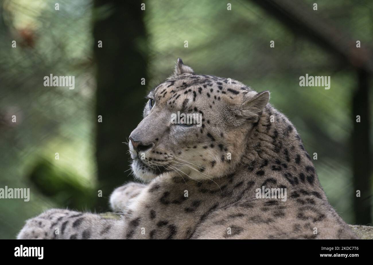 Snow leopard (Panthera uncia / Uncia uncia), also known as the ounce, is a Vulnerable IUCN Red ...