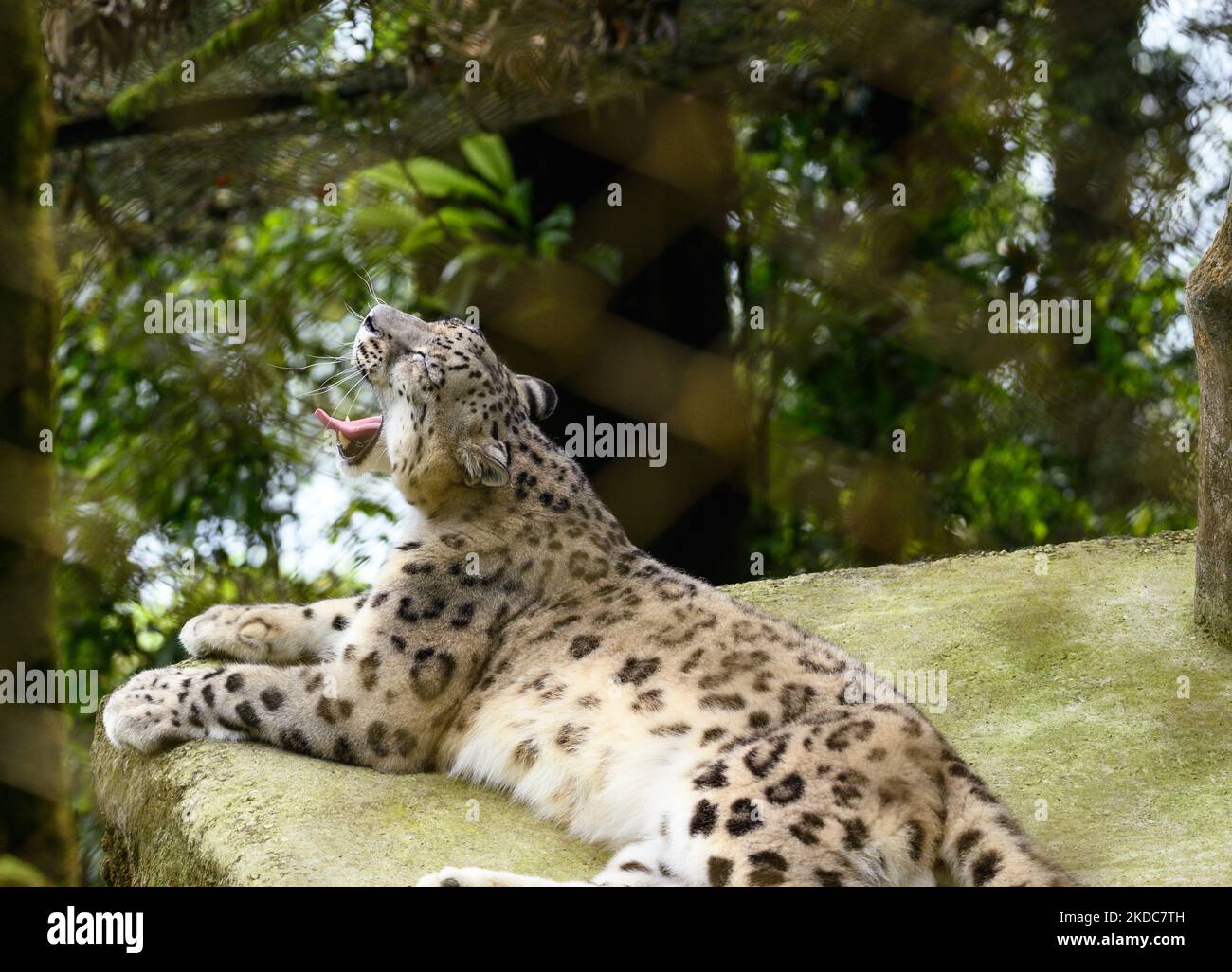 Snow leopard (Panthera uncia / Uncia uncia), also known as the ounce ...