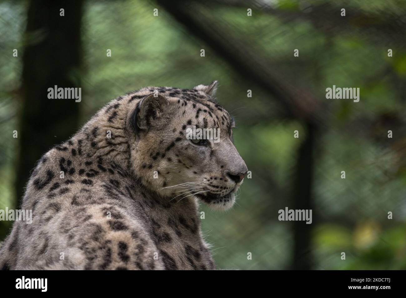 Snow leopard (Panthera uncia / Uncia uncia), also known as the ounce ...