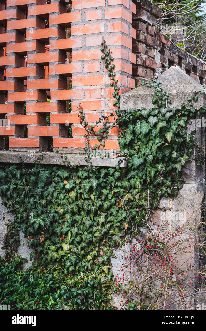 Brick wall texture with foliage. Old rustic red block brick wall ...