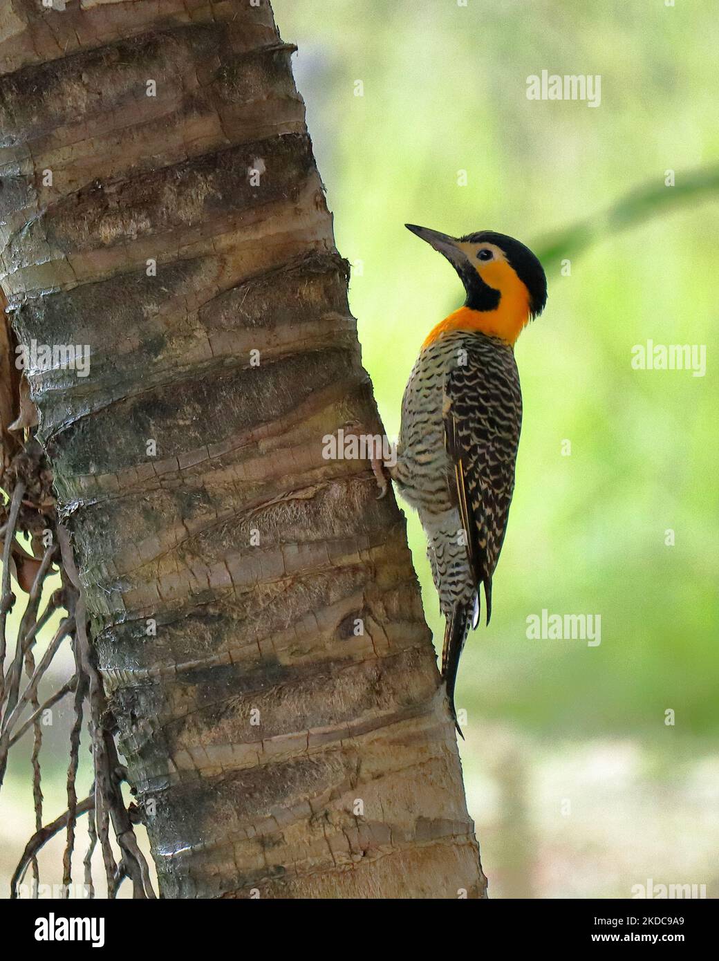A closeup shot of a Campo flicker climbing on tree trunk with blur ...