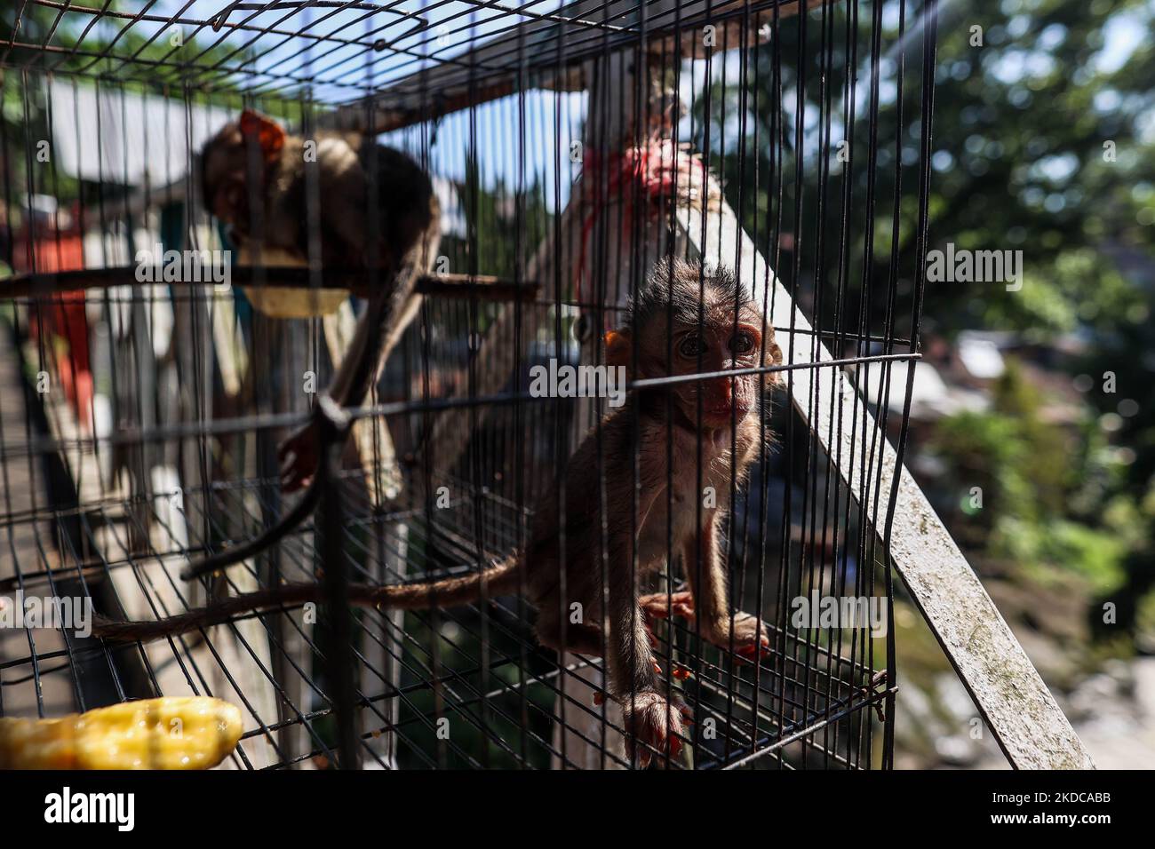 Monkeys in a cage as they are displayed for sale at the Animal Market ...
