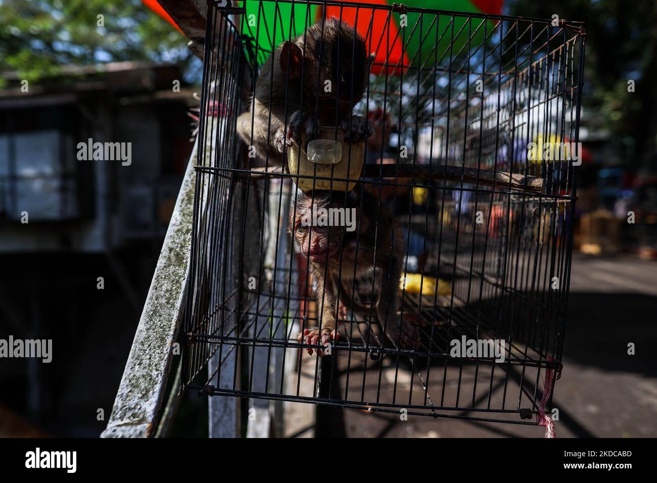 Monkeys in a cage as they are displayed for sale at the Animal Market ...