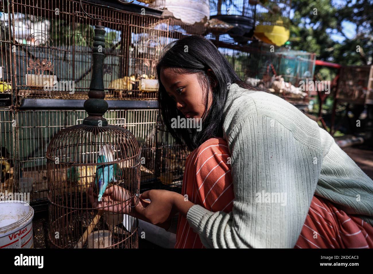 A vendor pulls birds out from a cage to sell them at the bird market in ...