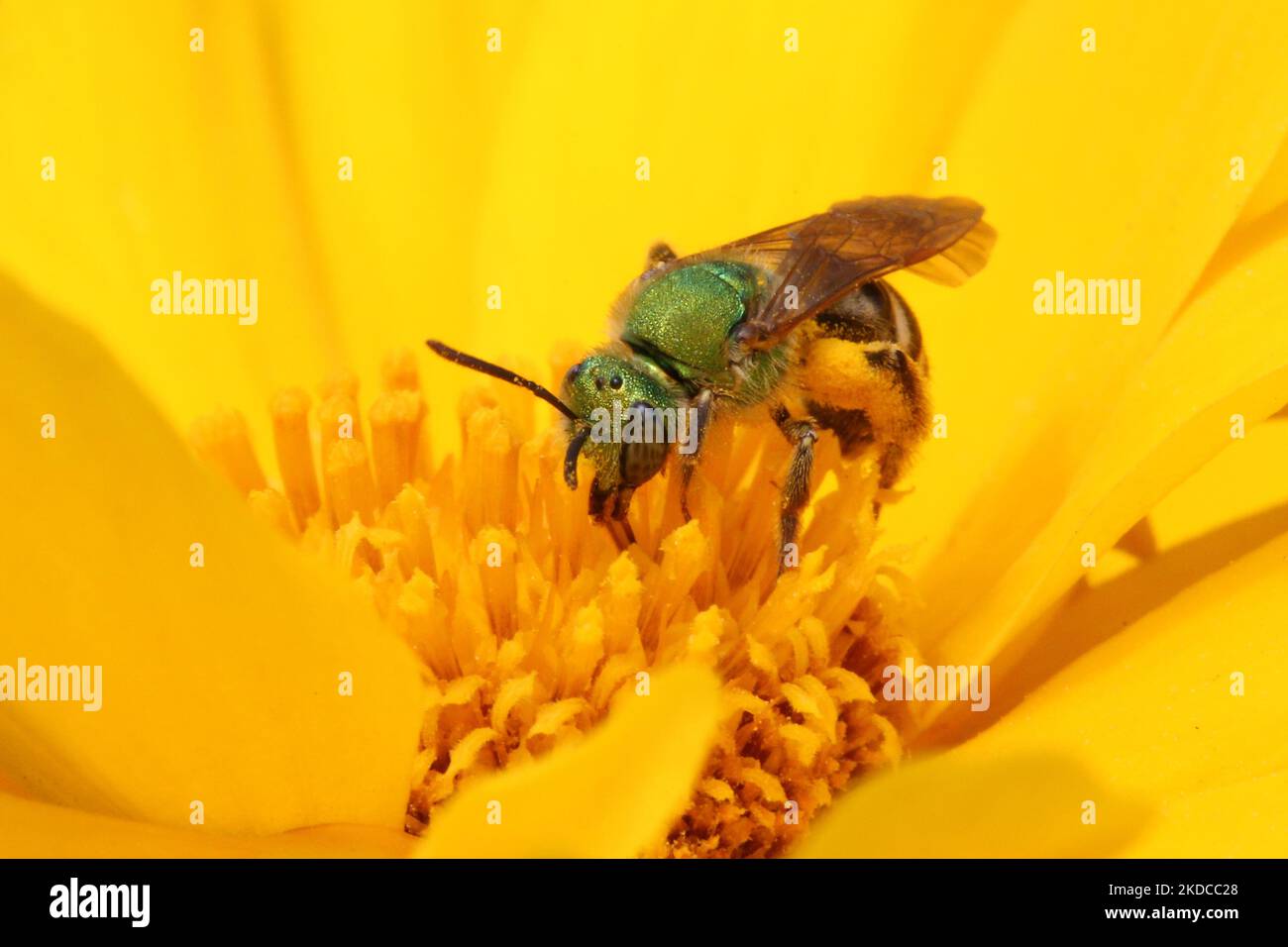 Agapostemon viriscens hi-res stock photography and images - Alamy