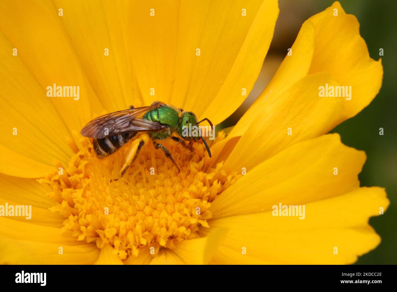Bicolored agapostemon sweat bee hi-res stock photography and images - Alamy