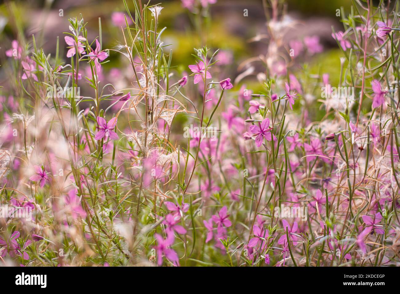 A closeup shot of pink wildflowers in the field Stock Photo - Alamy