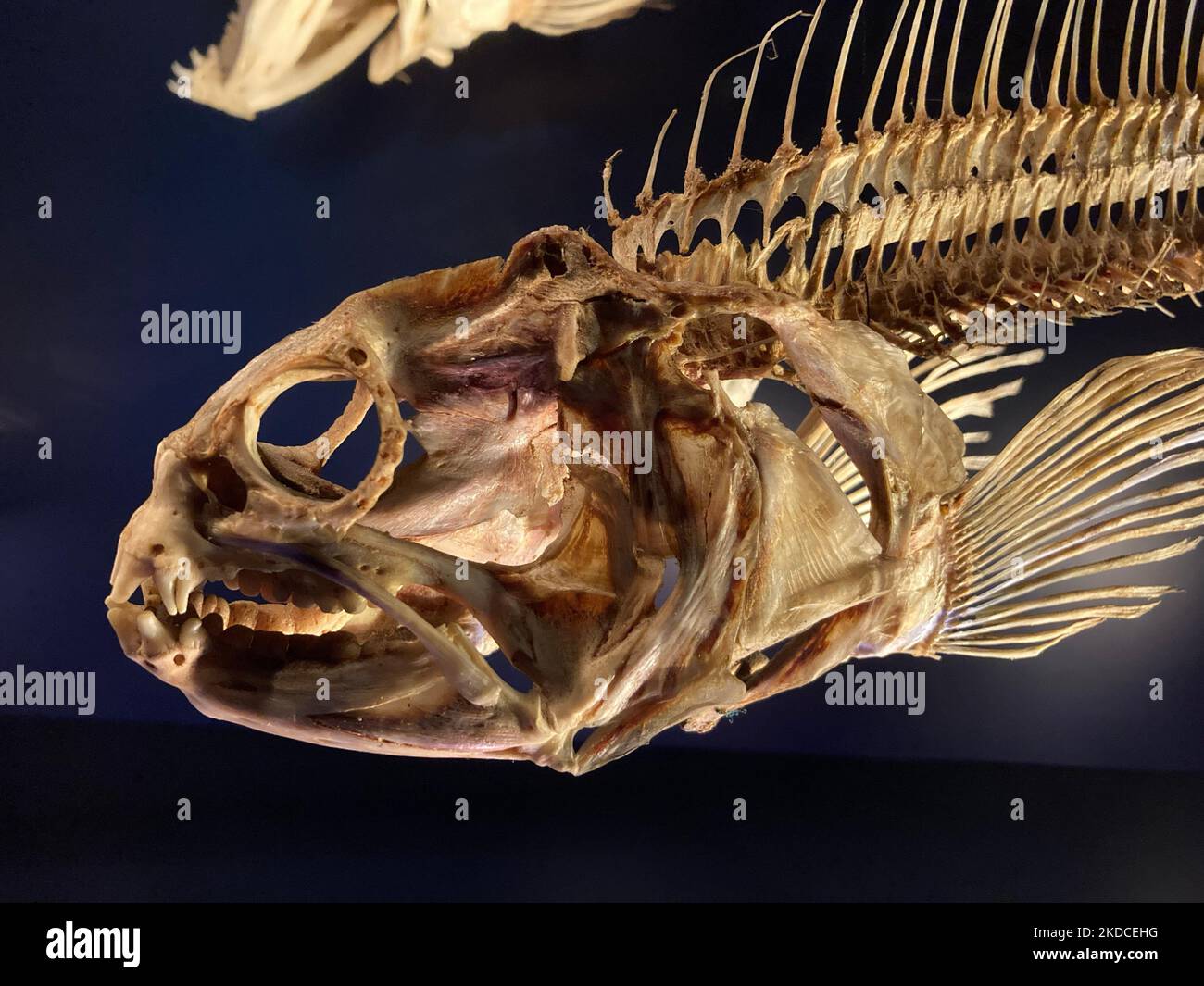 The dead fish bones in the museum Stock Photo - Alamy