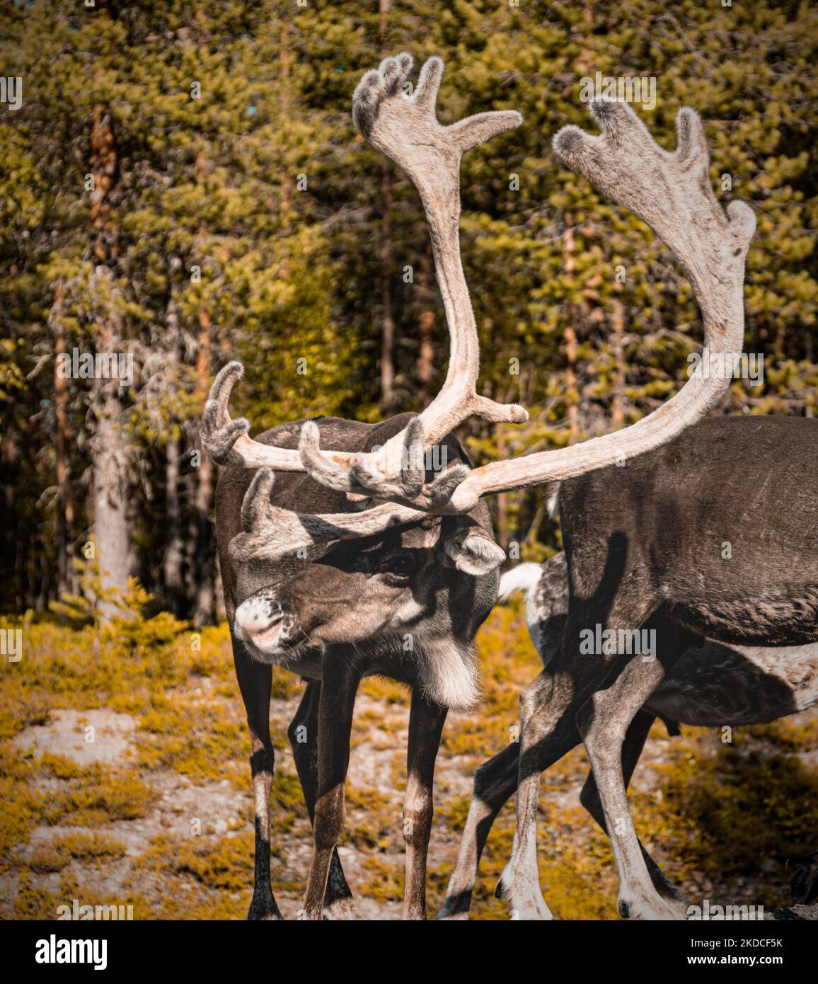 Boreal forest caribou hi-res stock photography and images - Alamy
