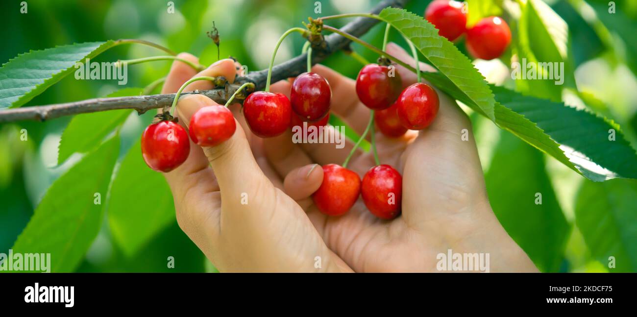 Female hands hold a branch with sweet cherries Stock Photo - Alamy