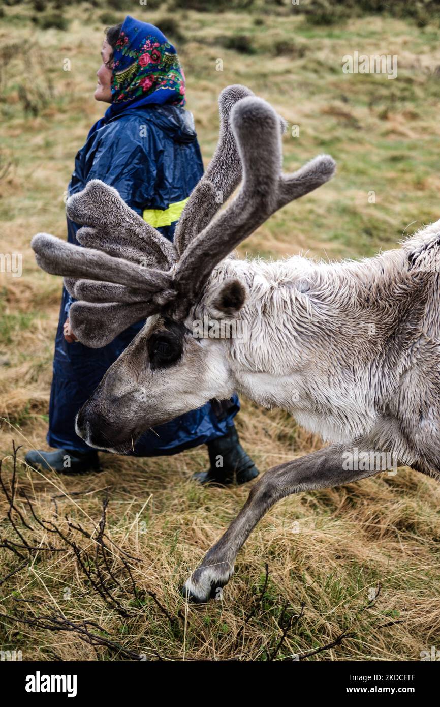A woman from the Tsaatan nomadic tribe walking outdoors with a white ...