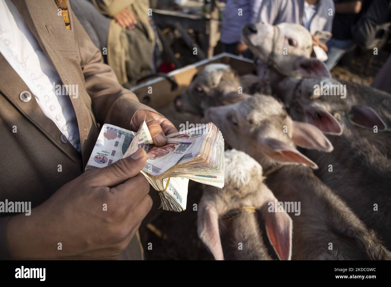 Men counting money during Cattle traders and customers crowd at ...