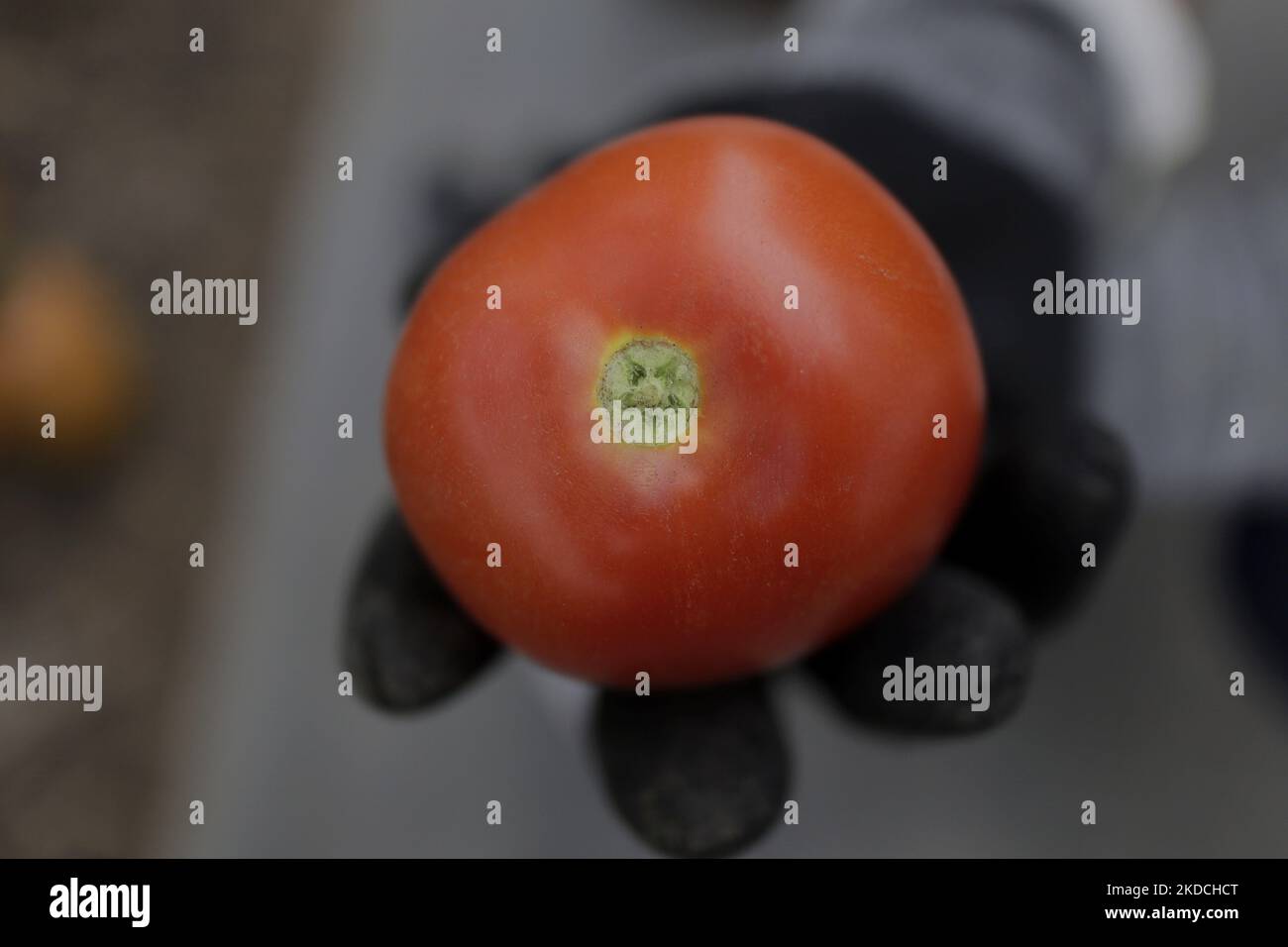 1000 tomato hi-res stock photography and images - Alamy