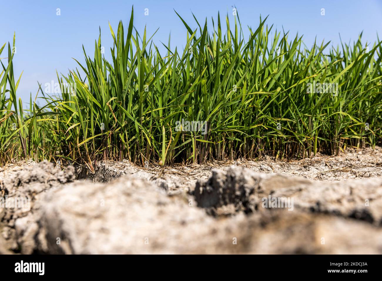 The rice fields in this period should be submerged in water instead the ...