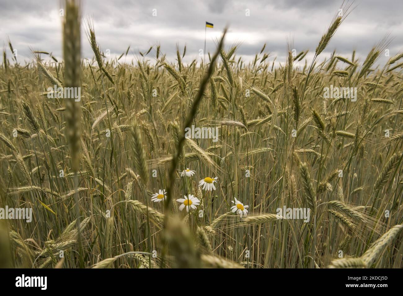 Ukrainian flag among the wheat field in Kyiv region, Ukraine. June 23 ...