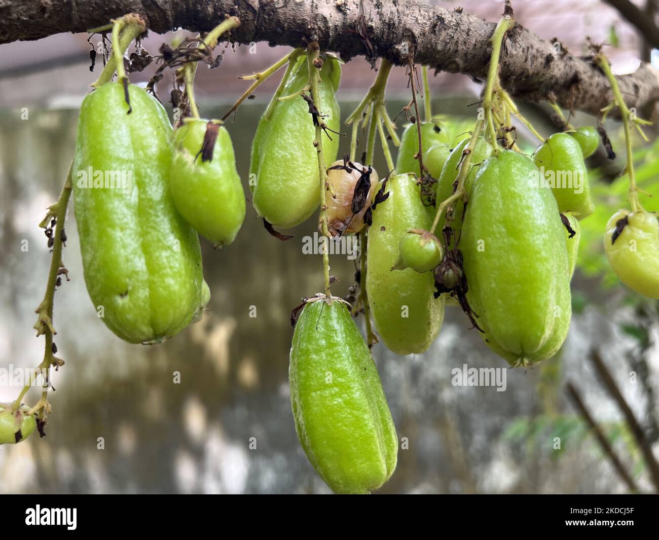 Bilimbi fruit growing on a Averrhoa bilimbi tree in Ooruttambalam ...