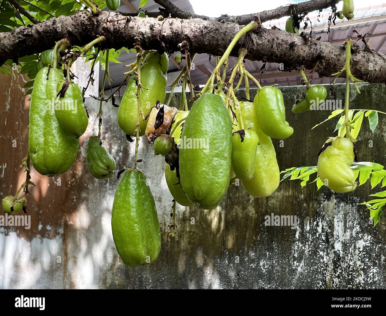 Bilimbi fruit growing on a Averrhoa bilimbi tree in Ooruttambalam ...