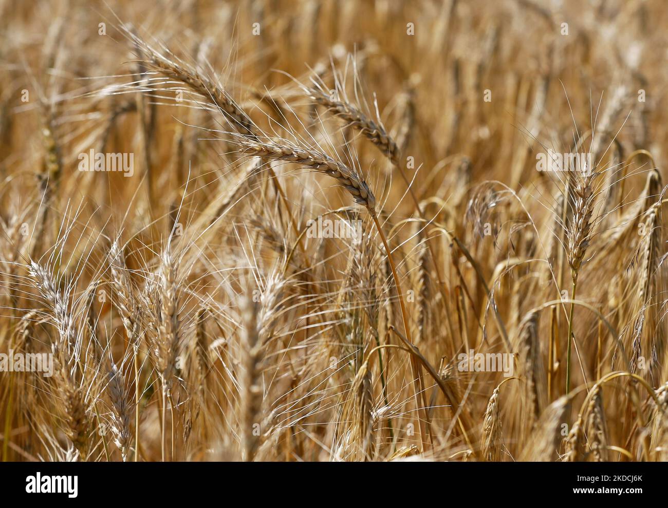 A view of a barley field in Odesa region, Ukraine 22 June 2022. 7 ...