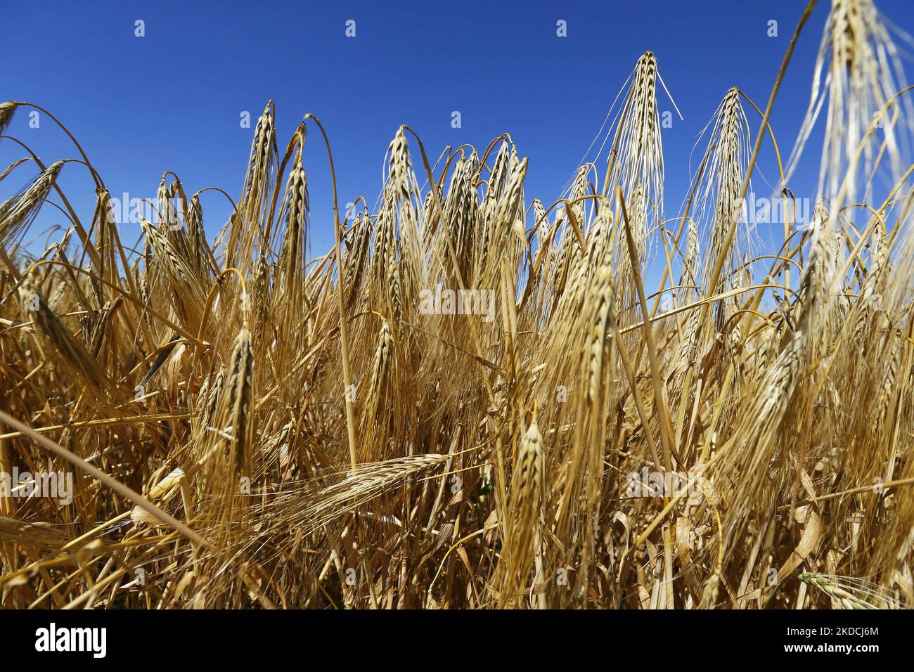 A view of a barley field in Odesa region, Ukraine 22 June 2022. 7 ...