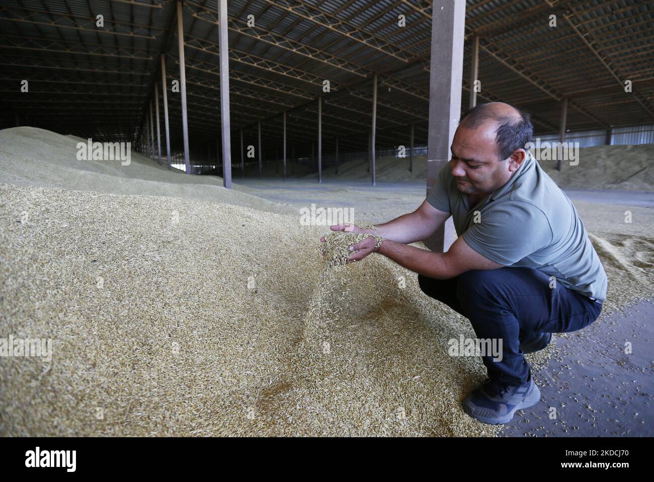 A Ukrainian farmer shows barley grains after harvest at a grain storage ...