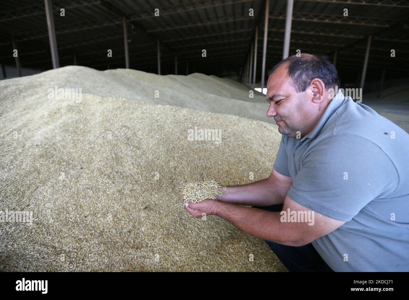 A Ukrainian farmer shows barley grains after harvest at a grain storage ...