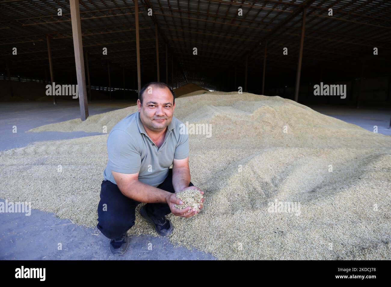 A Ukrainian farmer shows barley grains after harvest at a grain storage ...