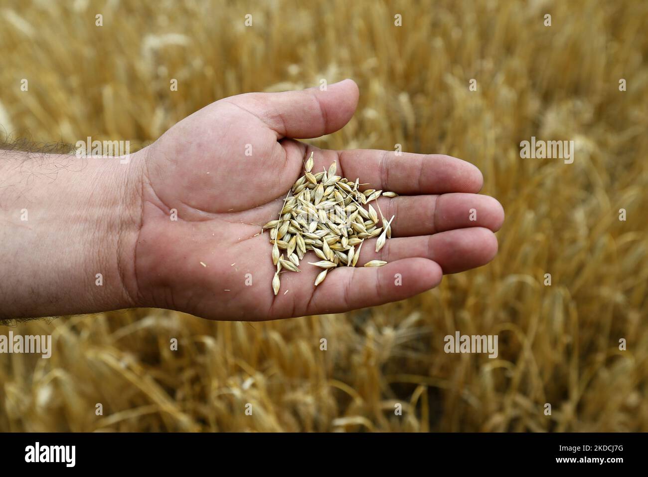 A Ukrainian farmer shows barley grains at a filed in Odesa region ...