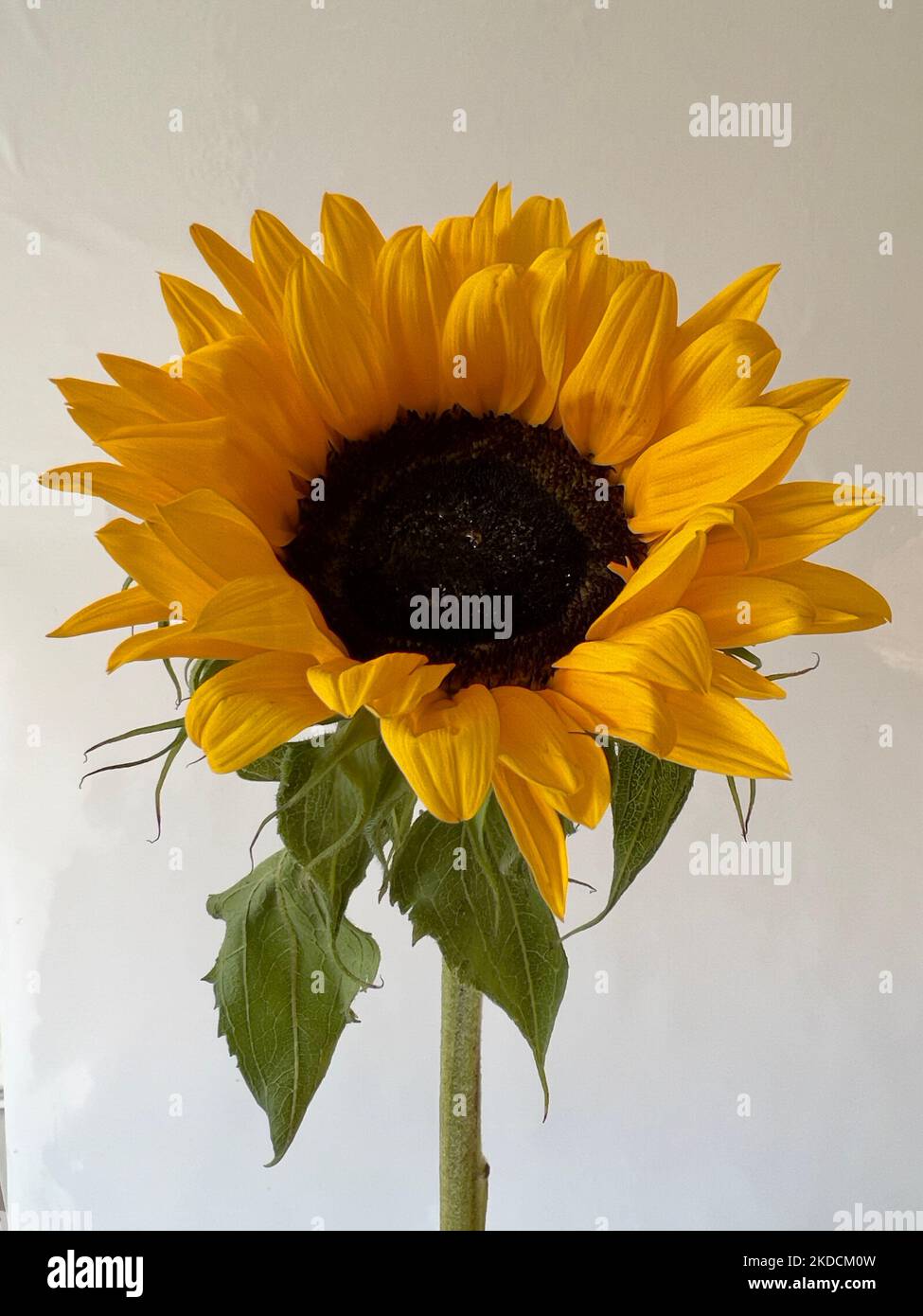 Beautiful bunch yellow sunflower hi-res stock photography and images ...