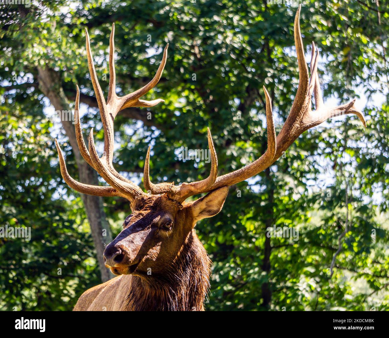Portrait of a large elk stag displaying its antlers Stock Photo - Alamy