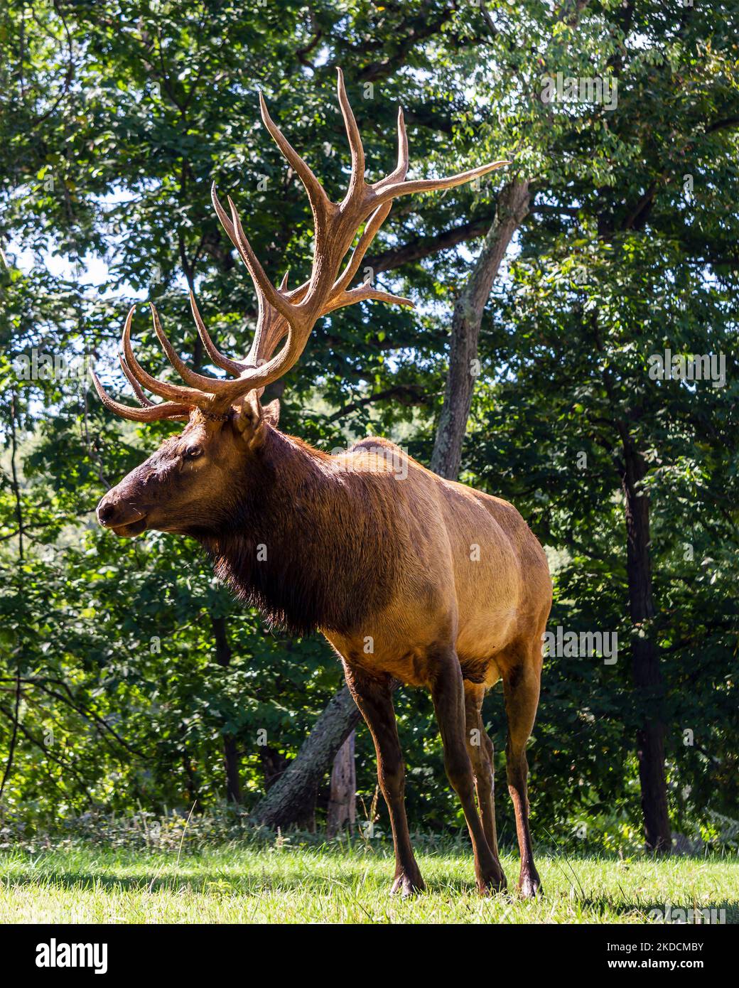 Portrait of a large elk stag displaying its antlers Stock Photo - Alamy