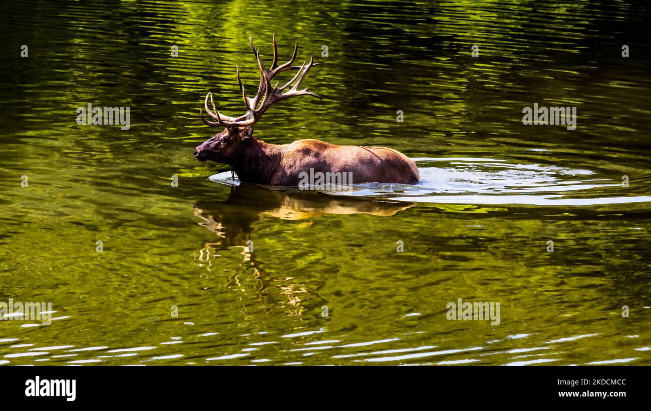 Portrait of a large elk stag displaying its antlers Stock Photo - Alamy
