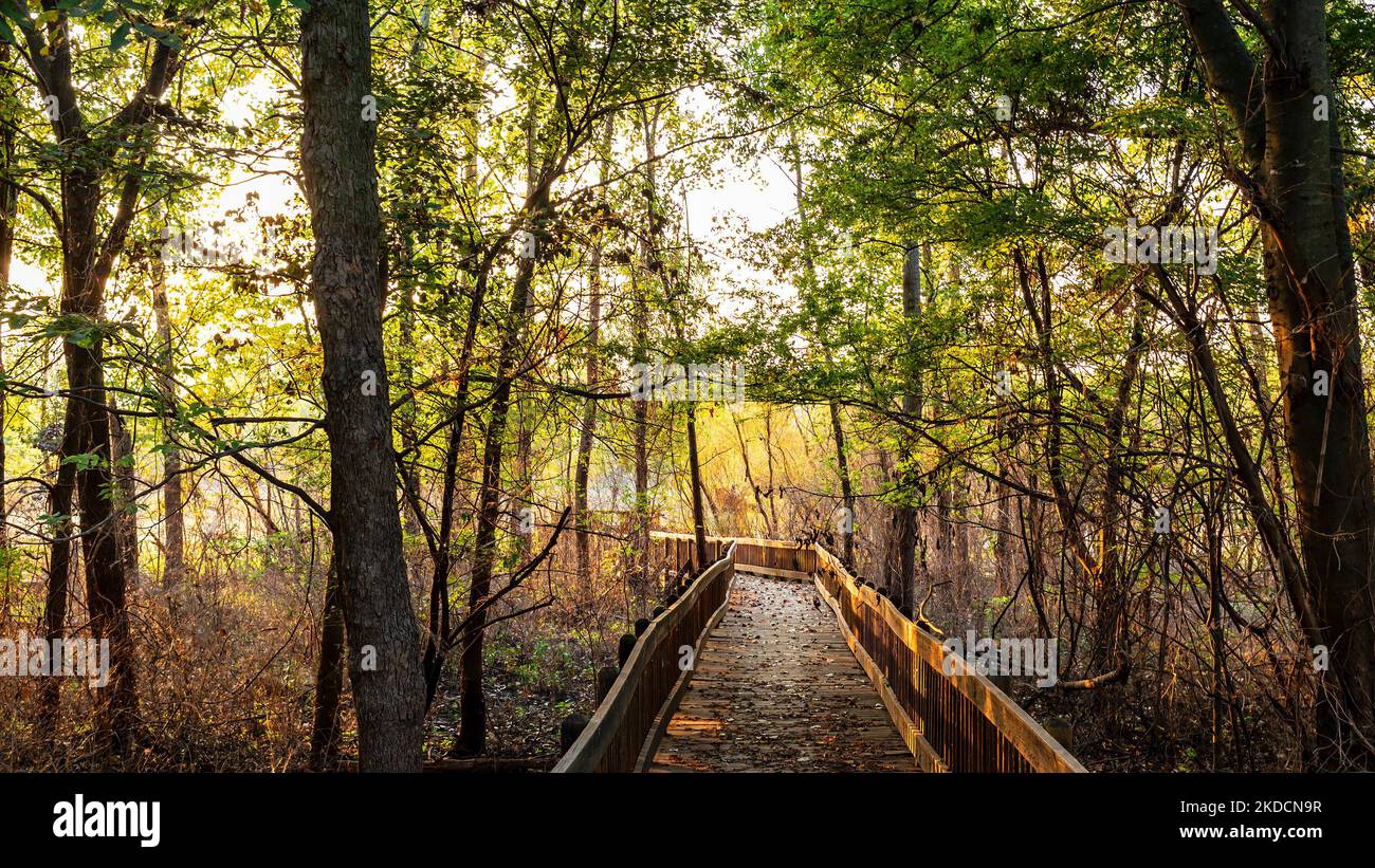 A boardwalk leads through a wooded area with sunlight filtering through ...