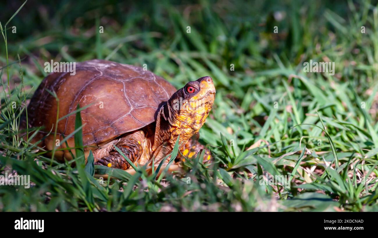 Turtle walking through the grass Stock Photo - Alamy