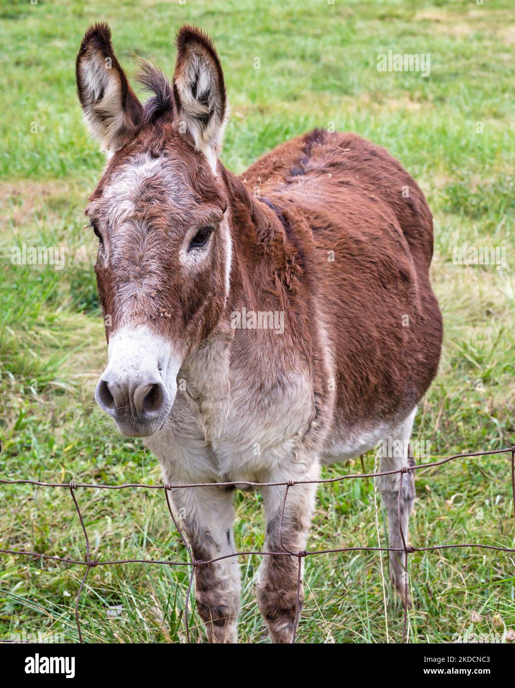 Little donkey hi-res stock photography and images - Alamy