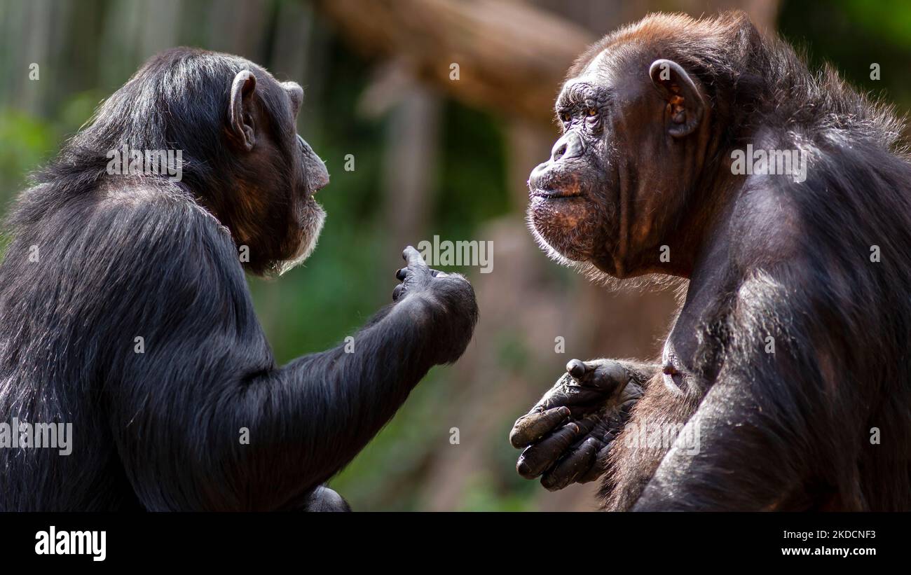 Animals having conversation hi-res stock photography and images - Alamy