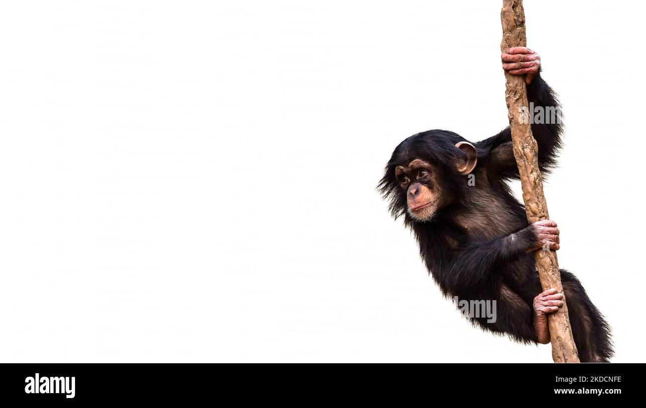Chimpanzee climbing tree Cut Out Stock Images & Pictures - Alamy