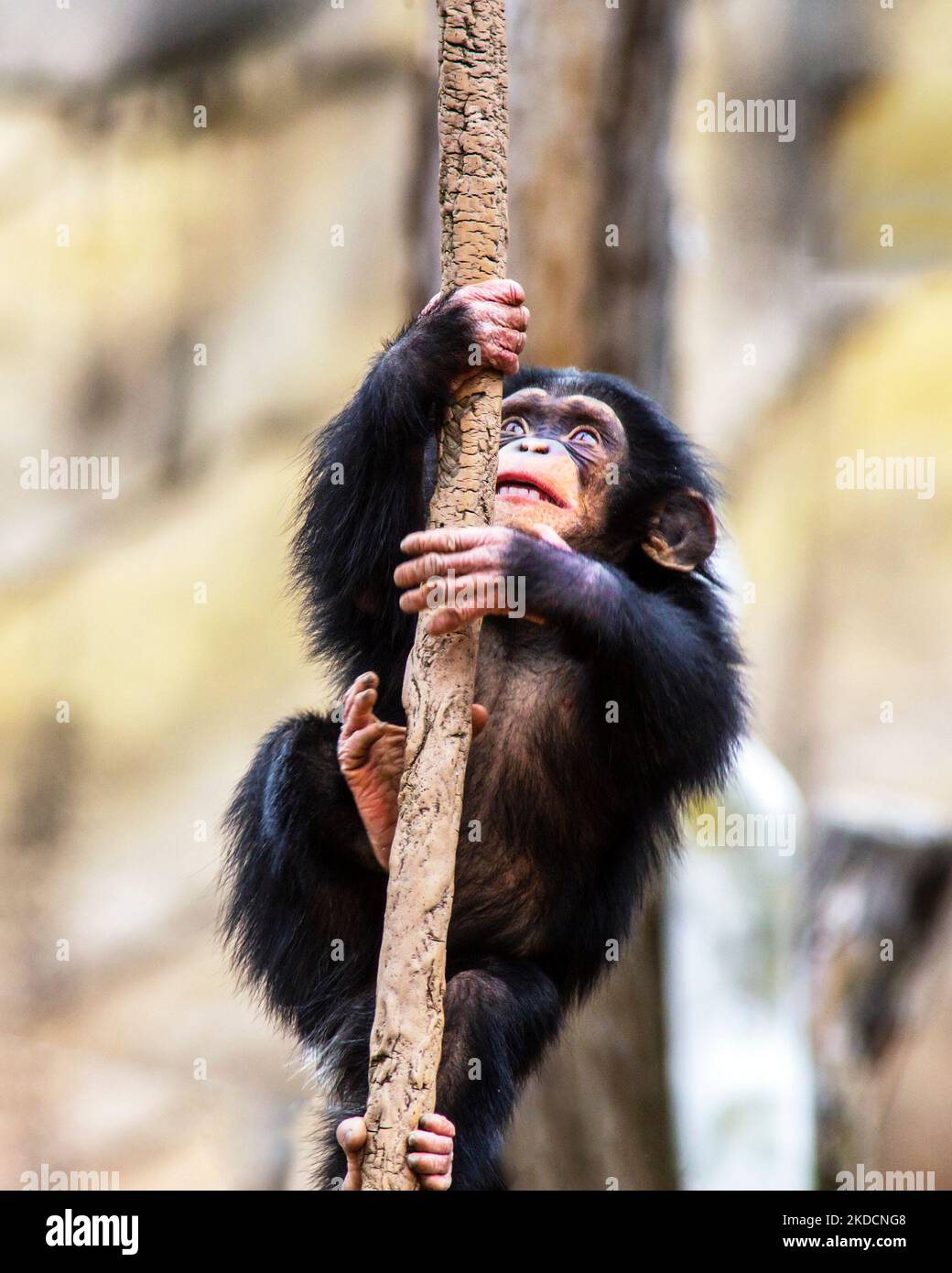 Cute baby chimpanzee climbing a vine playing and having fun Stock Photo ...