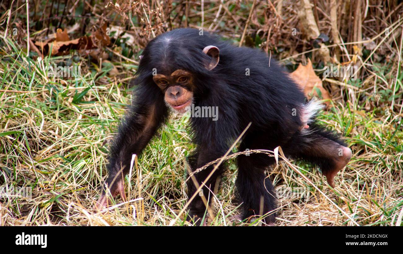 Cute baby chimpanzee running in the grass looking around Stock Photo ...