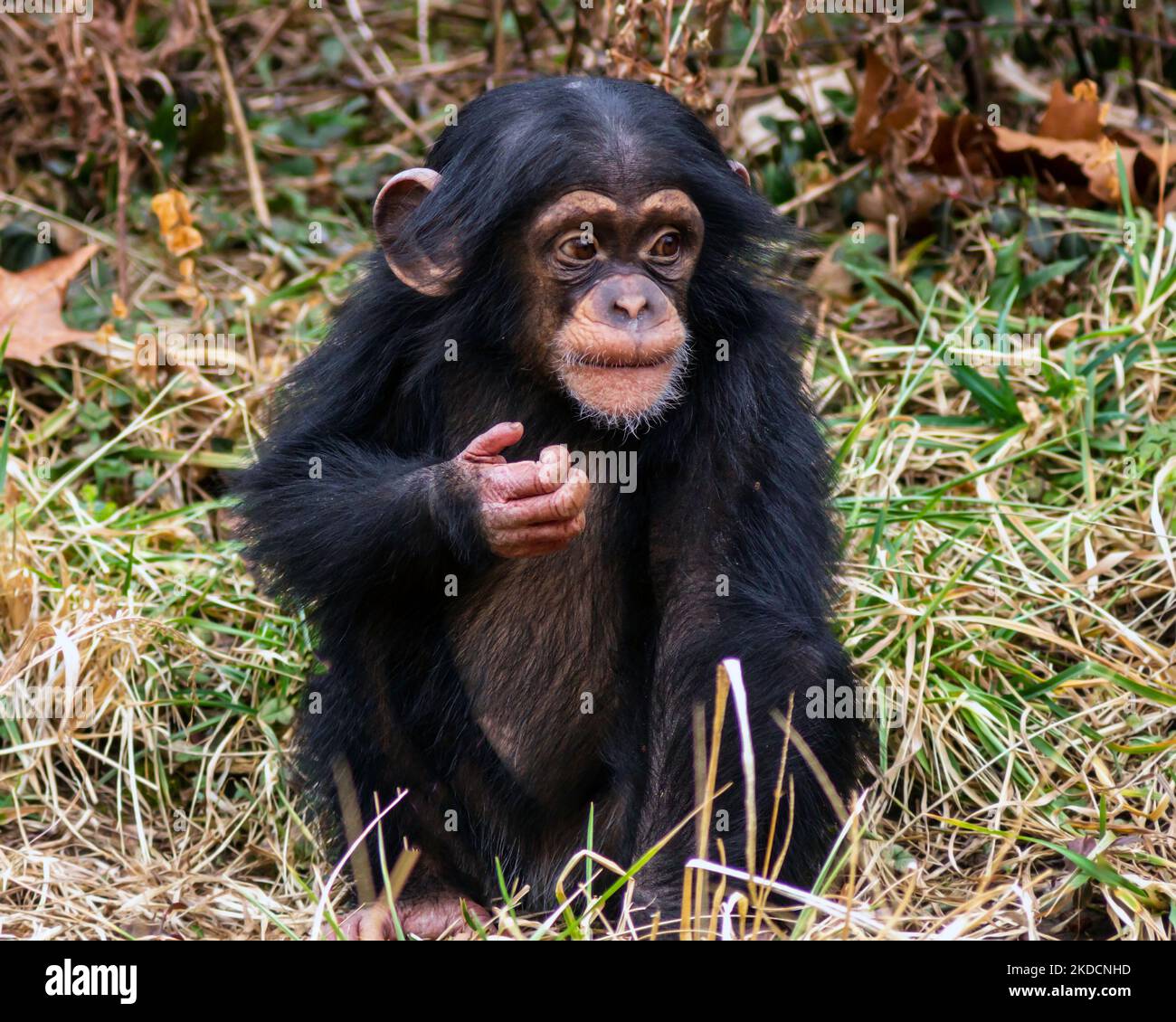 Cute baby chimpanzee sitting in the grass looking around Stock Photo ...