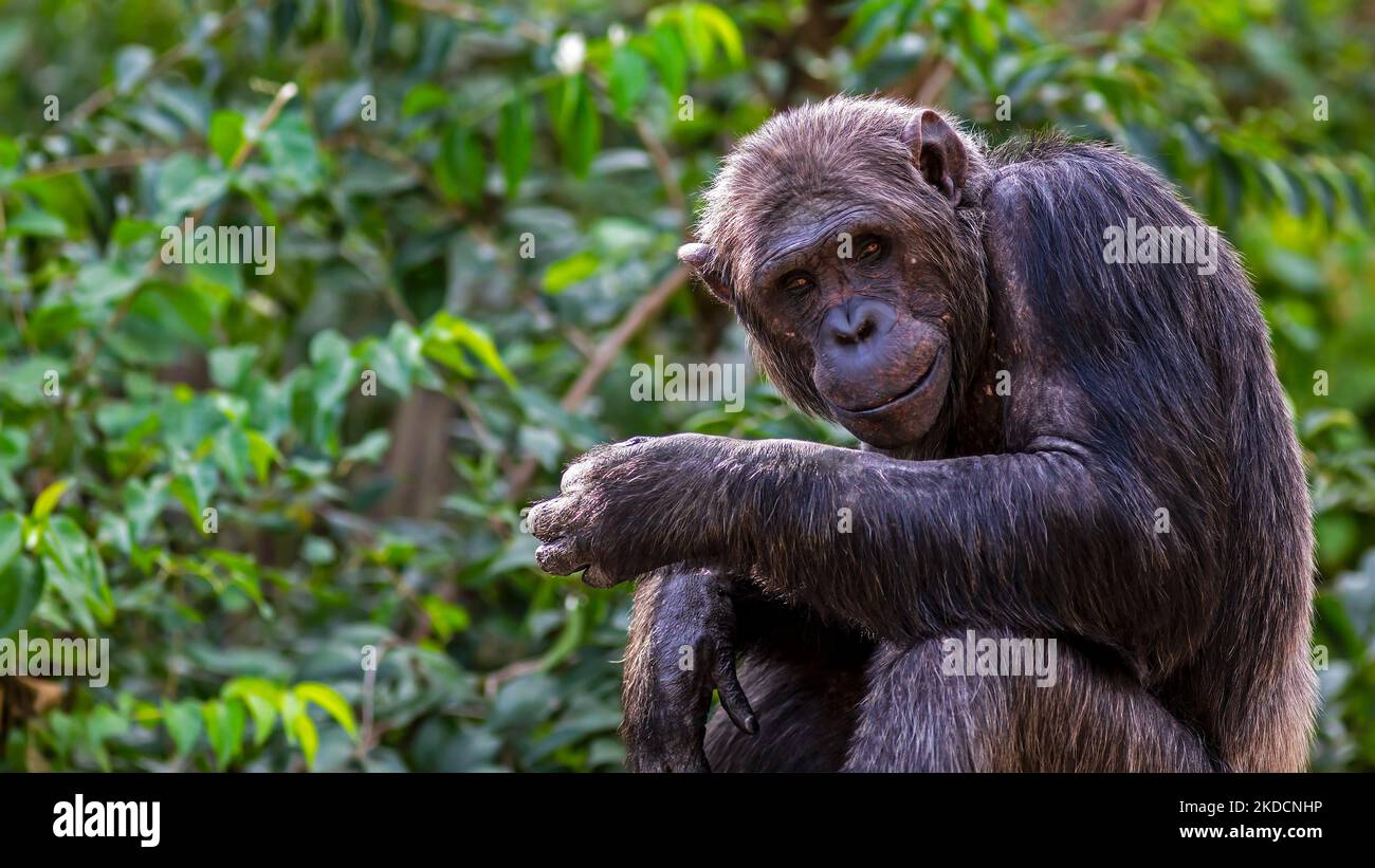 Sit chimpanzee hi-res stock photography and images - Alamy