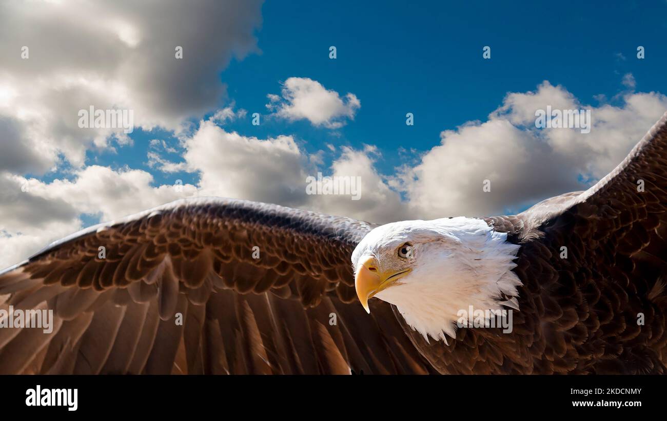 composite of a bald eagle flying in a cloudy sky Stock Photo - Alamy