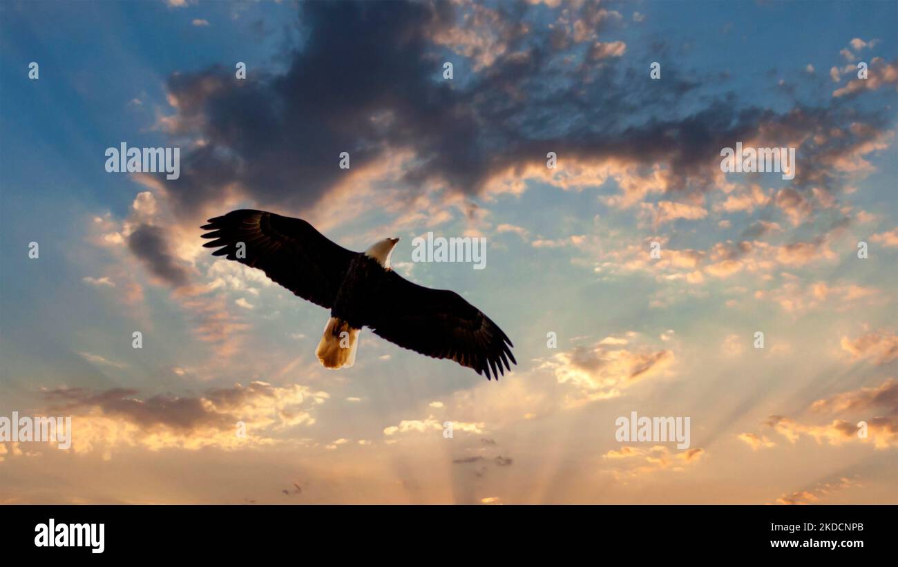 American bald eagle soaring gracefully overhead in a colorful sunset ...